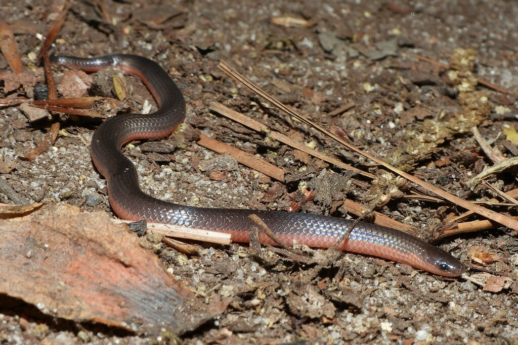 Eastern Worm Snake from Caroline County, MD, USA on May 25, 2023 at 10: ...