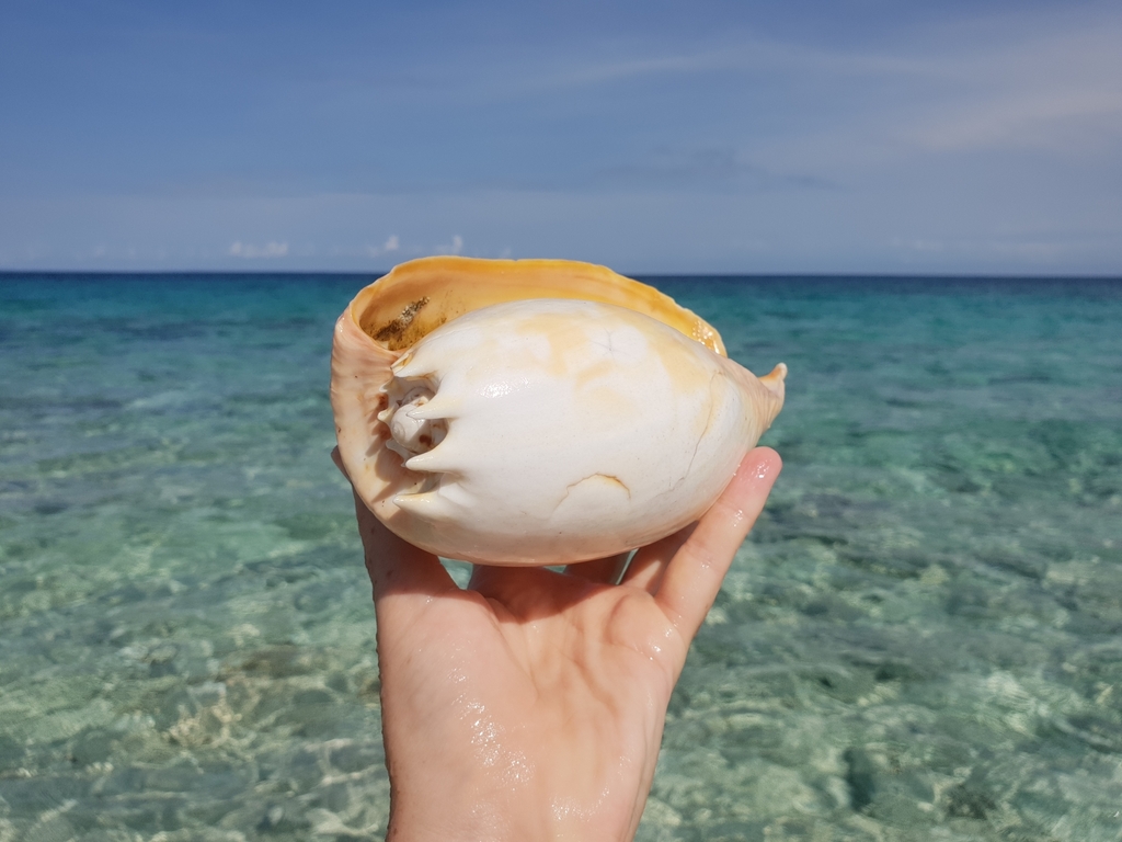 Melon Shell from Jardine River QLD 4874, Australia on February 16, 2019 ...