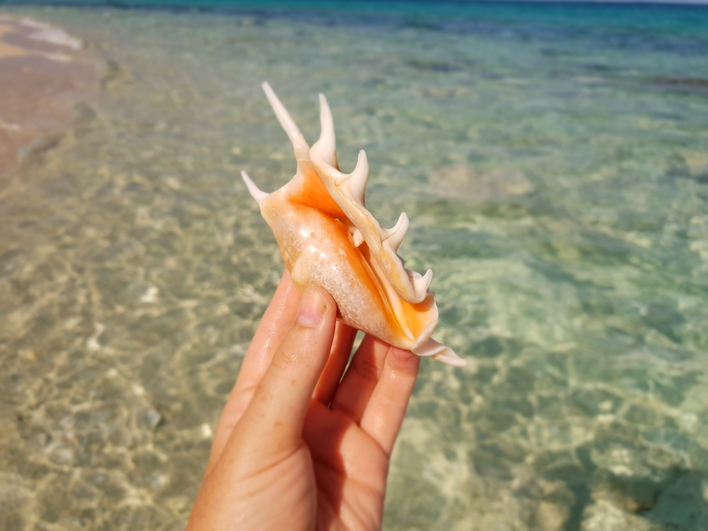 Common Spider Conch from Jardine River QLD 4874, Australia on February ...