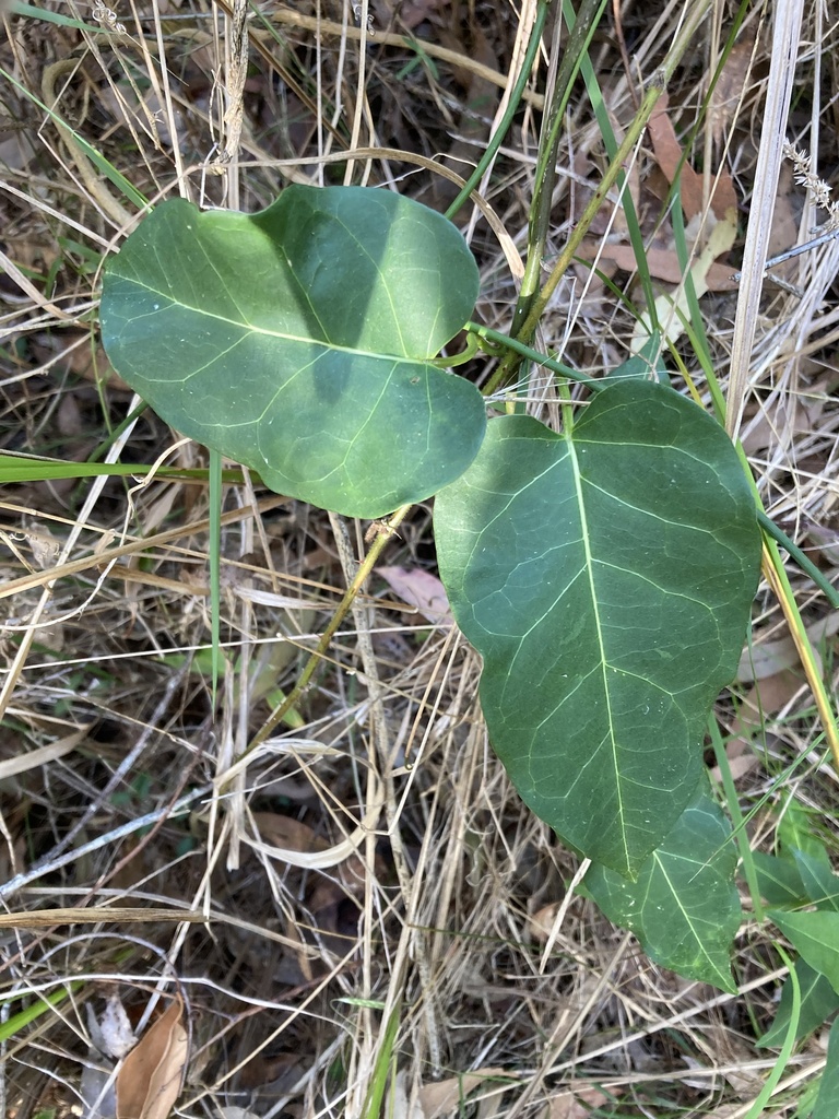 Common Milk Vine from Burraneer Rd, Coomba Park, NSW, AU on June 11, 2023 at 10:12 AM by ...