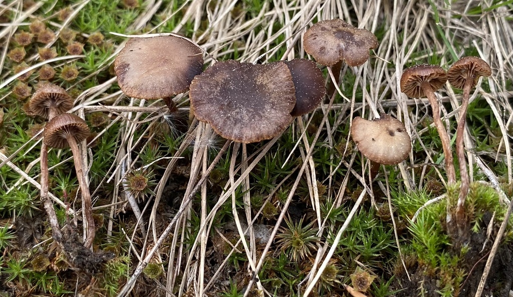 mountain moss deconica from Davis Ave, McCall, ID, US on June 10, 2023 ...