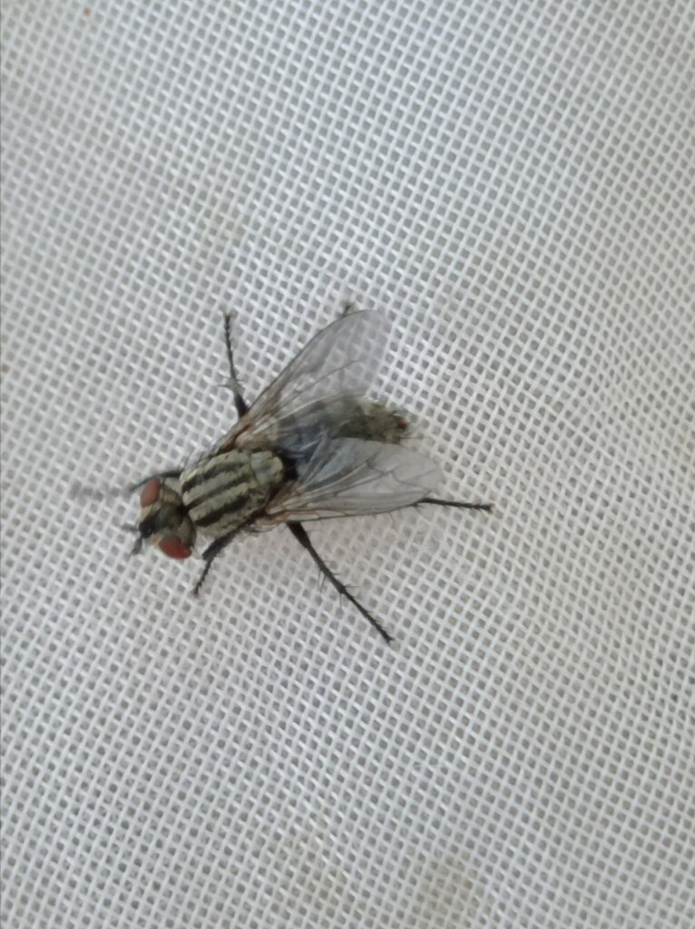 Bot Flies, Blow Flies, and Allies from Кандры-Тюмекеево, Респ ...