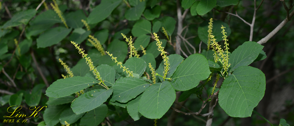 Japanese Tallow Tree (Neoshirakia japonica) - Botanical Realm