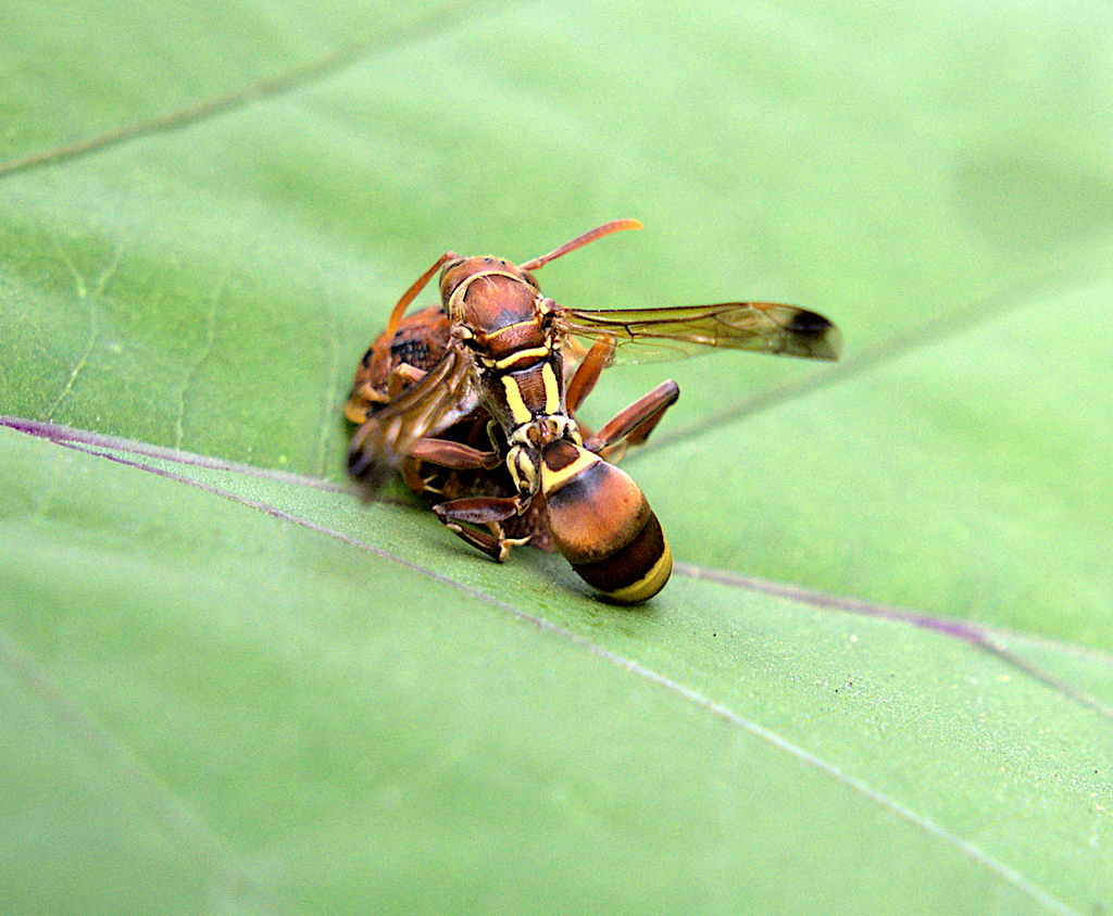 Tropical Paper Wasp from Brookefield, Bengaluru, Karnataka, India on ...
