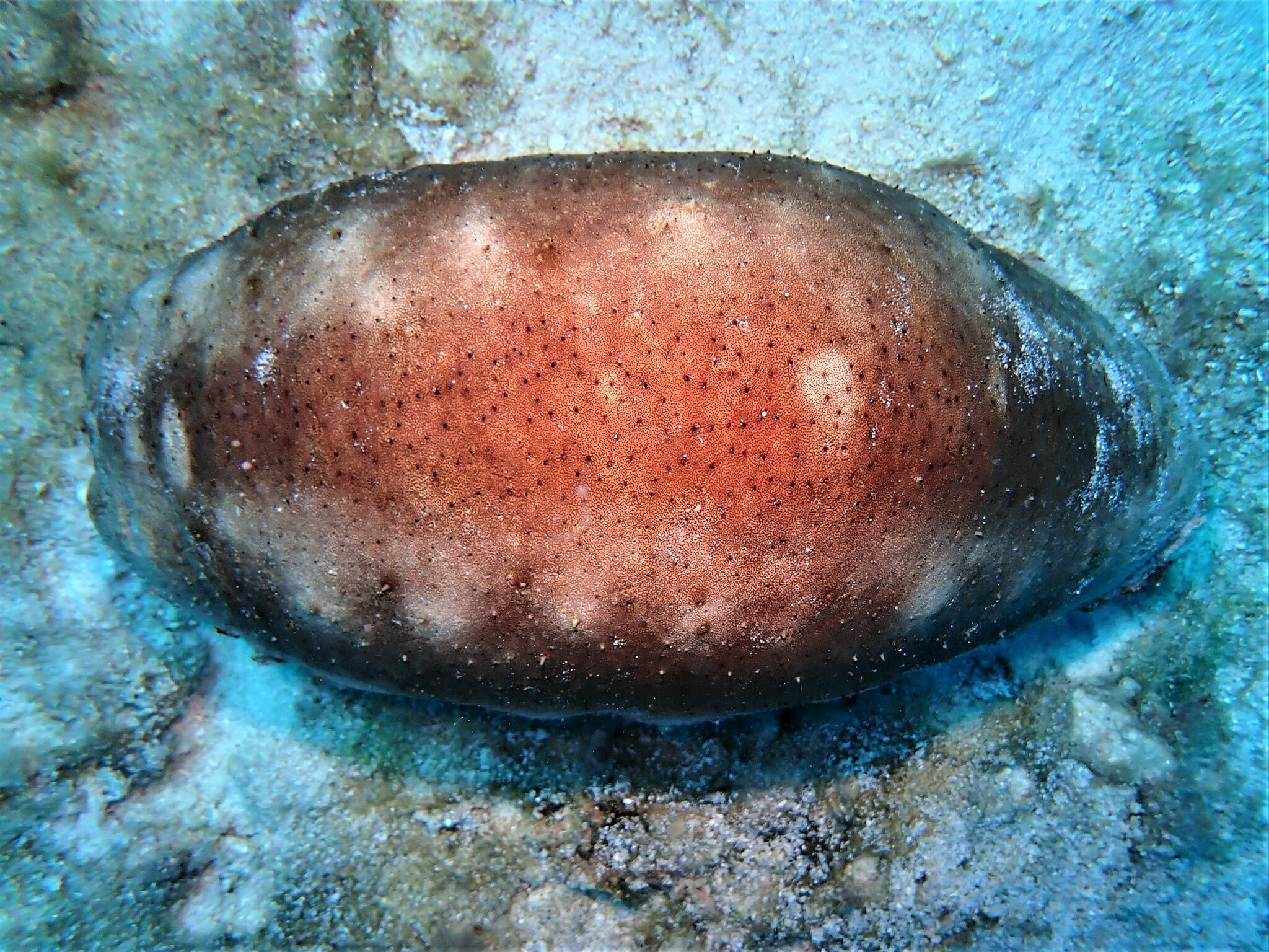 Holothuria fuscogilva Cherbonnier, 1980