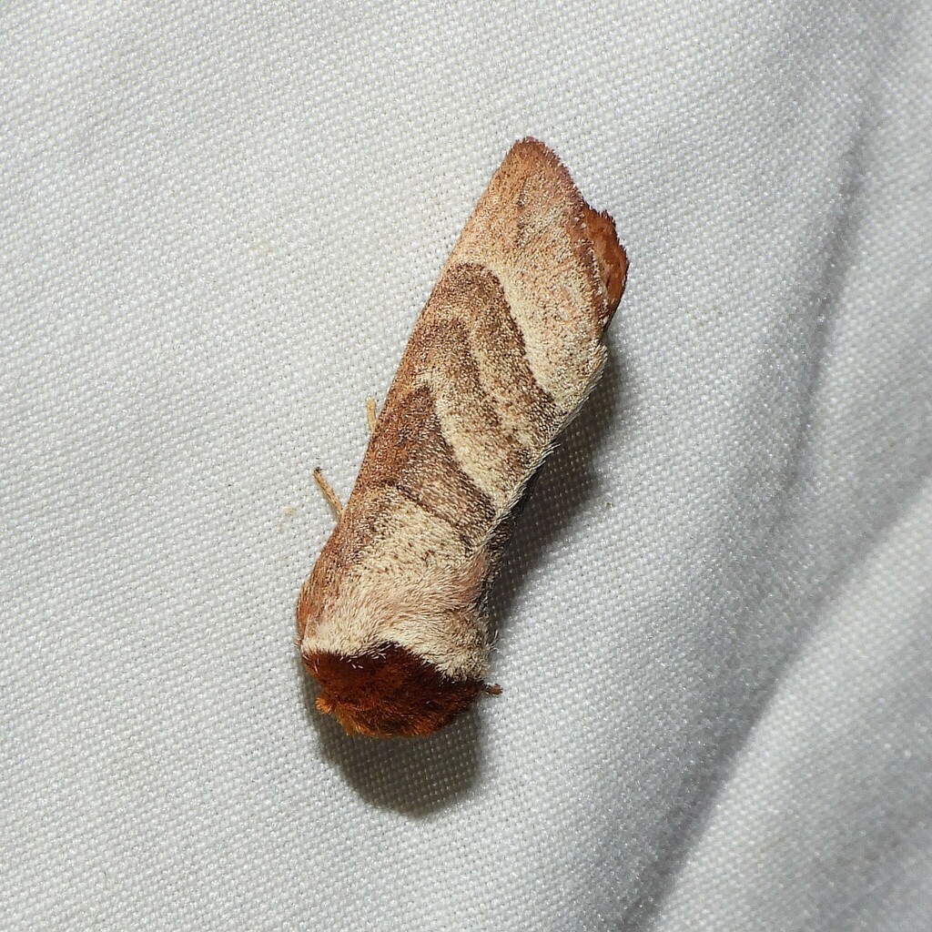 Walnut Caterpillar Moth from Caroline County, MD, USA on June 8, 2023 ...