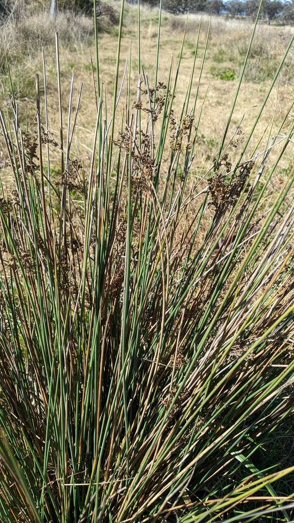 spiny rush from Elsmore NSW 2360, Australia on June 10, 2023 at 12:34 ...