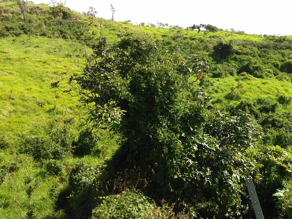 Mahoe (Alectryon macrococcus) - Botanical Realm