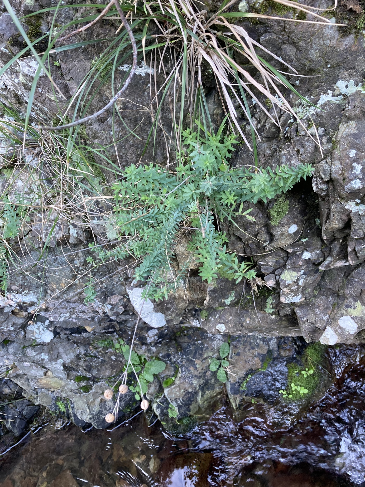 Linum monogynum G.Forst.