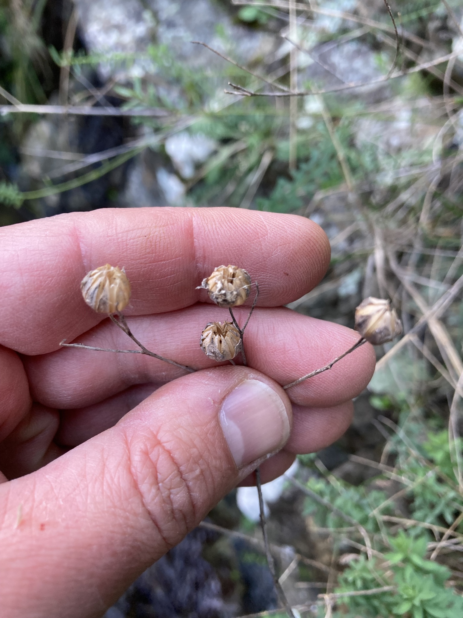 Linum monogynum G.Forst.