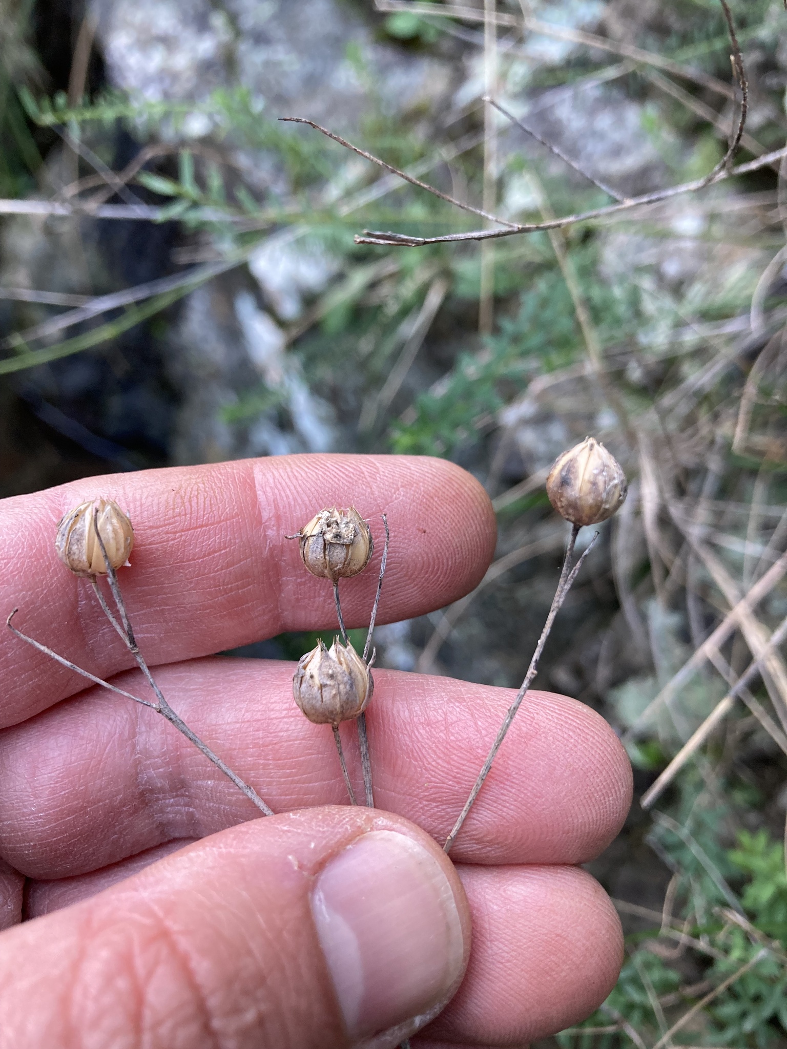Linum monogynum G.Forst.
