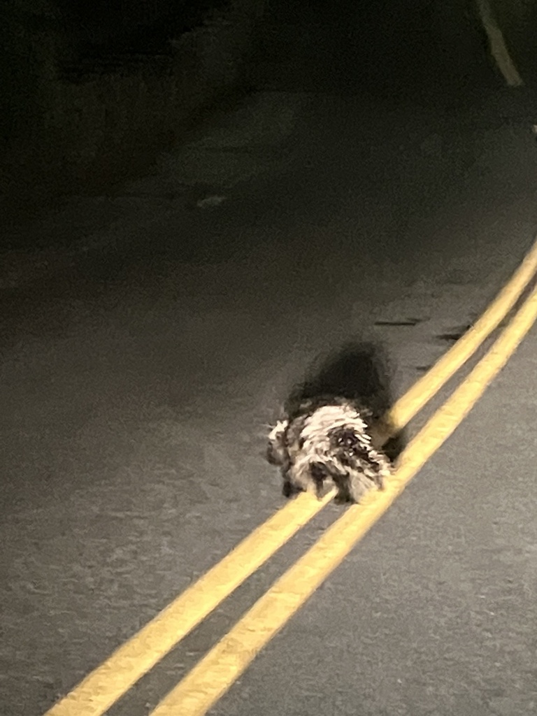 North American Porcupine from Maple St, Newport, NH, US on June 11 ...