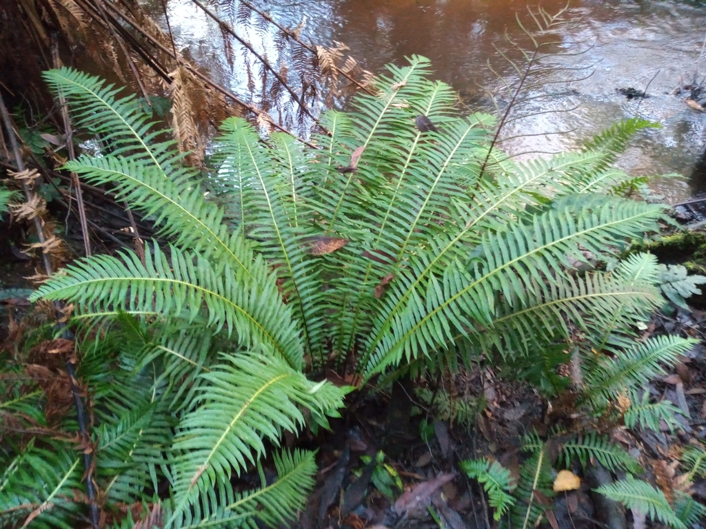 Fishbone water-fern from Yarra Ranges - Central, AU-VI, AU on June 11 ...