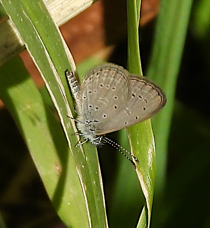 Tiny Grass Blue from Cabbage Tree Creek Reserve, Brisbane QLD ...
