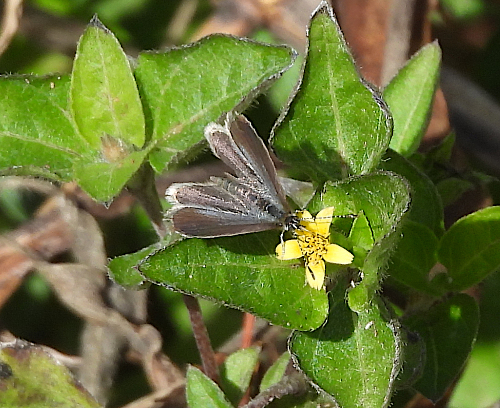 Tiny Grass Blue from Cabbage Tree Creek Reserve, Brisbane QLD ...