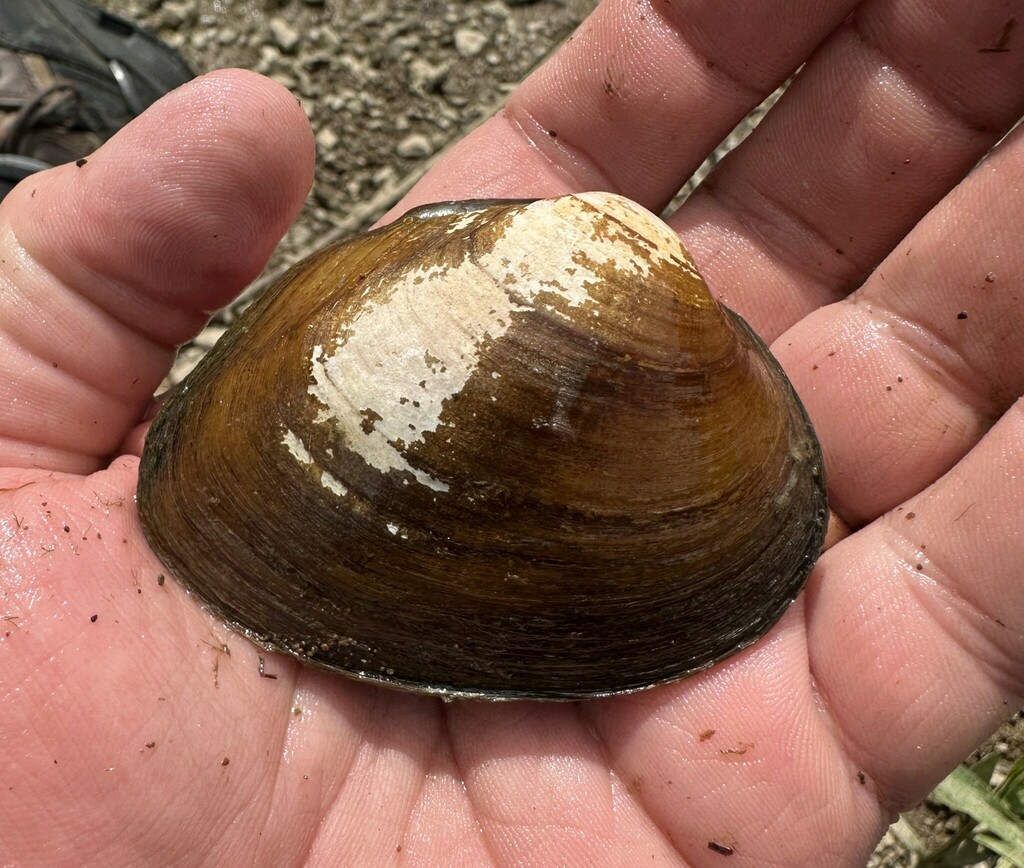 Tennessee Pigtoe from Duck River, Lillard's Mill, Marshall County, TN ...