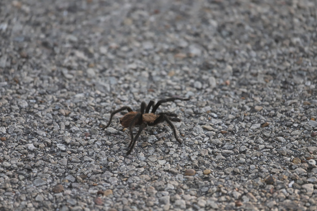 Texas Brown Tarantula from Cedar Hill, TX, USA on June 10, 2023 at 07: ...