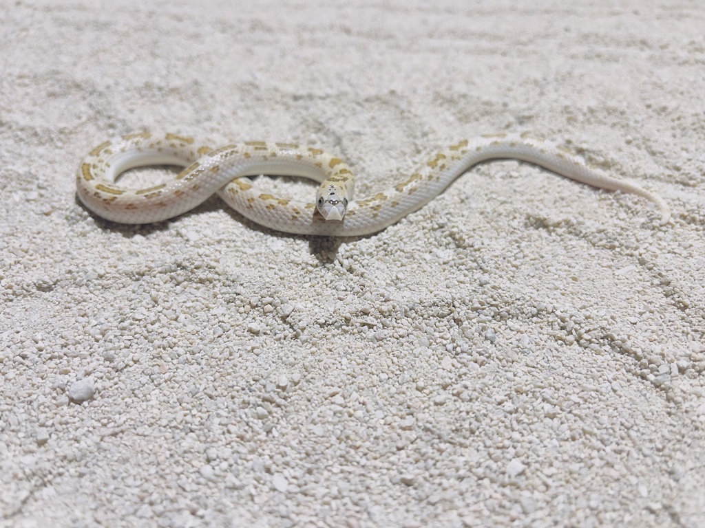Western Leaf-nosed Snake from La Paz, BCS, MX on June 10, 2023 at 08:42 ...