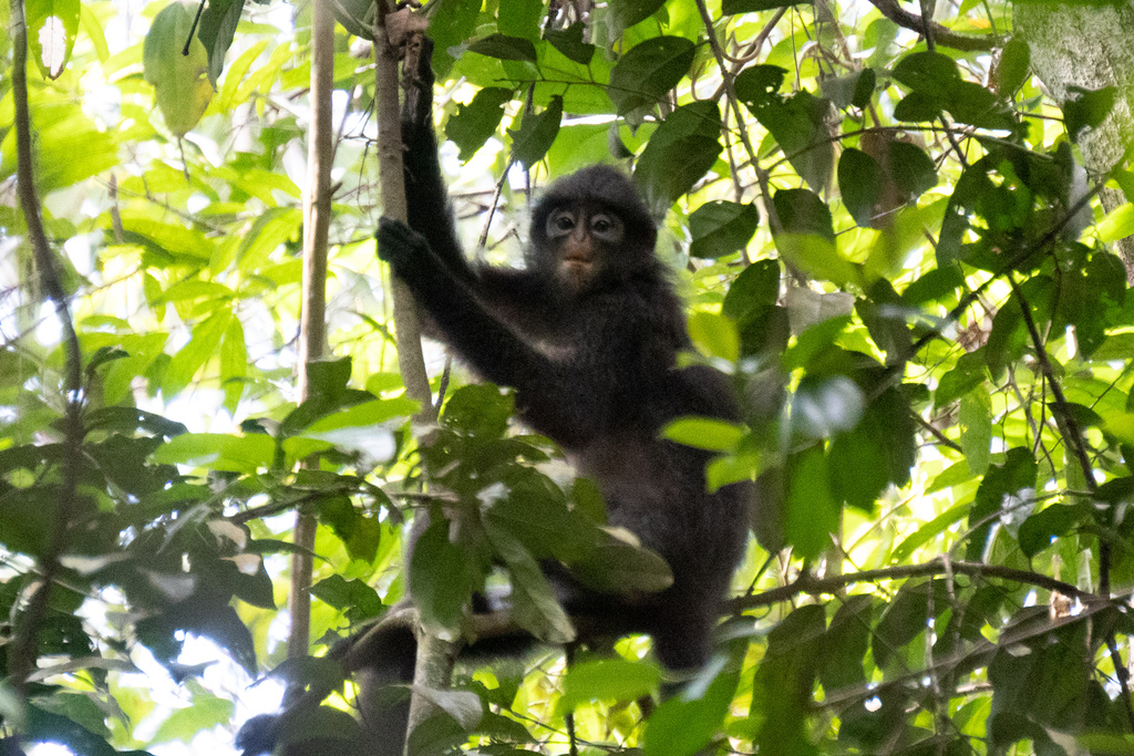 Banded Surili in June 2023 by Axl · iNaturalist