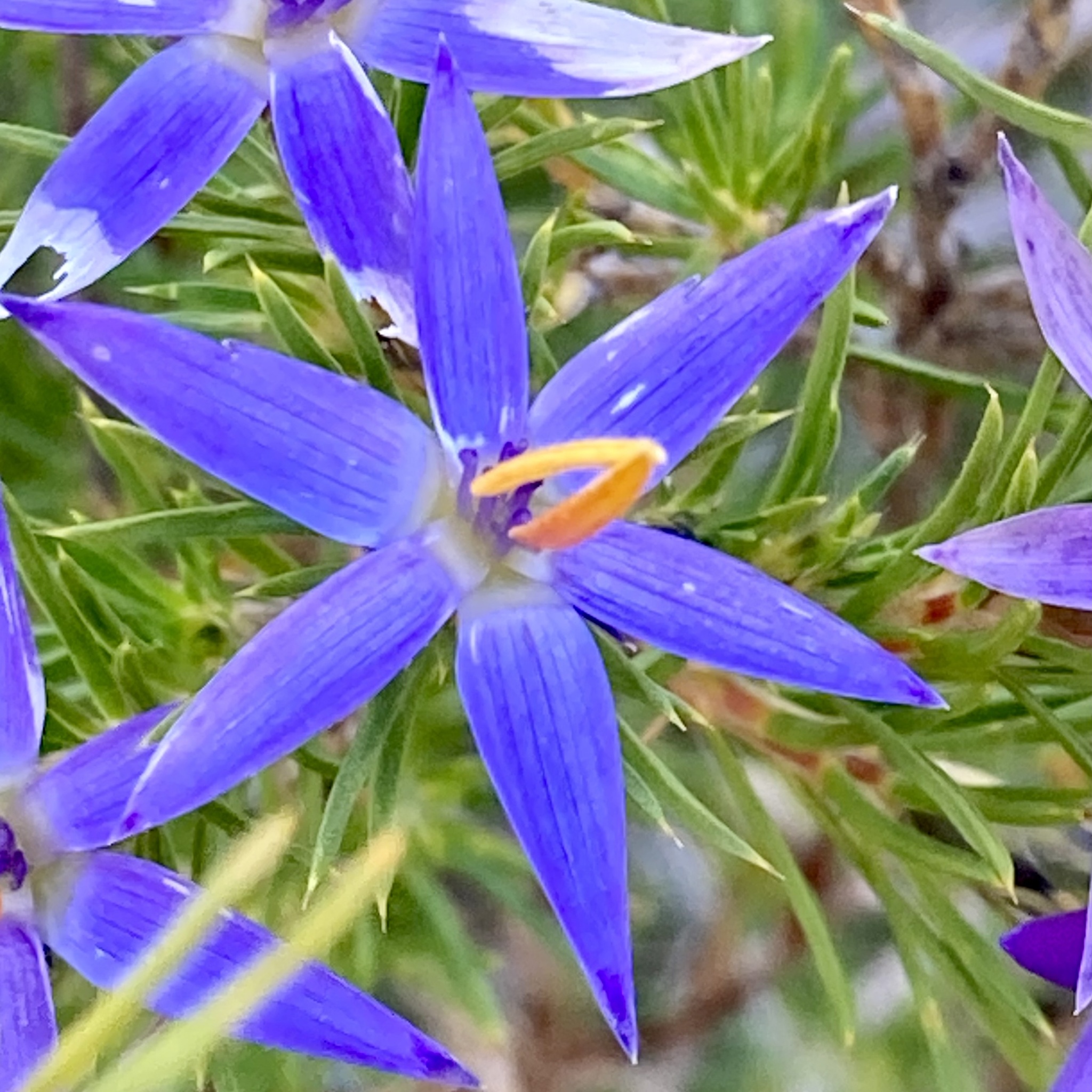 Calectasia narragara R.L.Barrett & K.W.Dixon