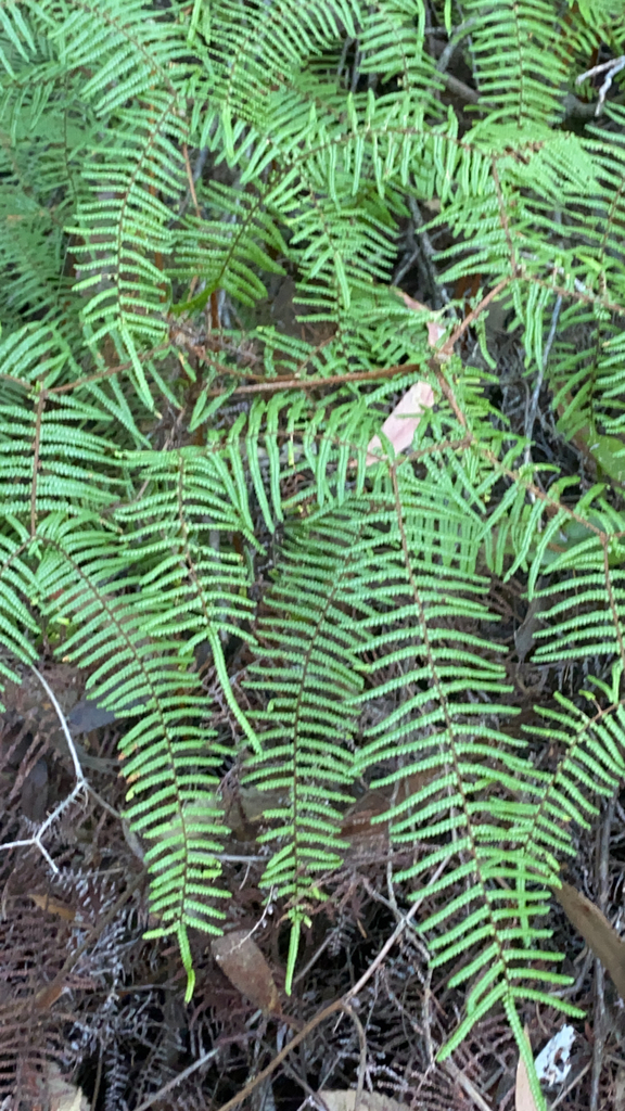 scrambling coral-fern from Blue Mountains National Park on June 11 ...