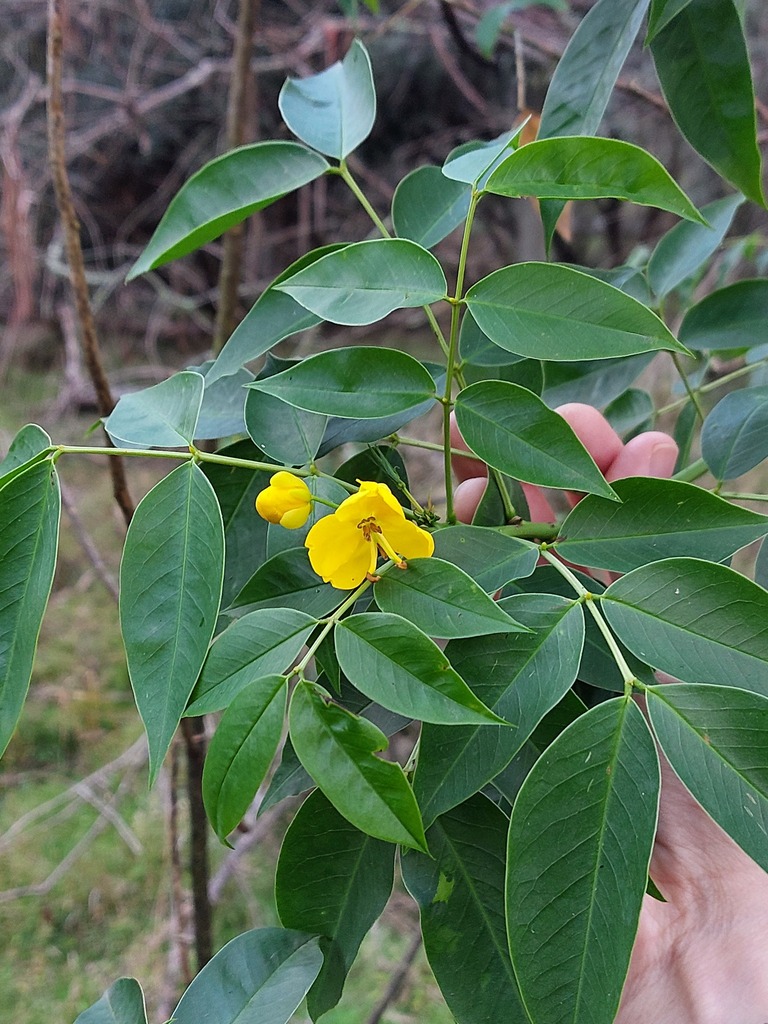 Arsenic Bush from Sydney NSW, Australia on June 11, 2023 at 08:53 AM by ...