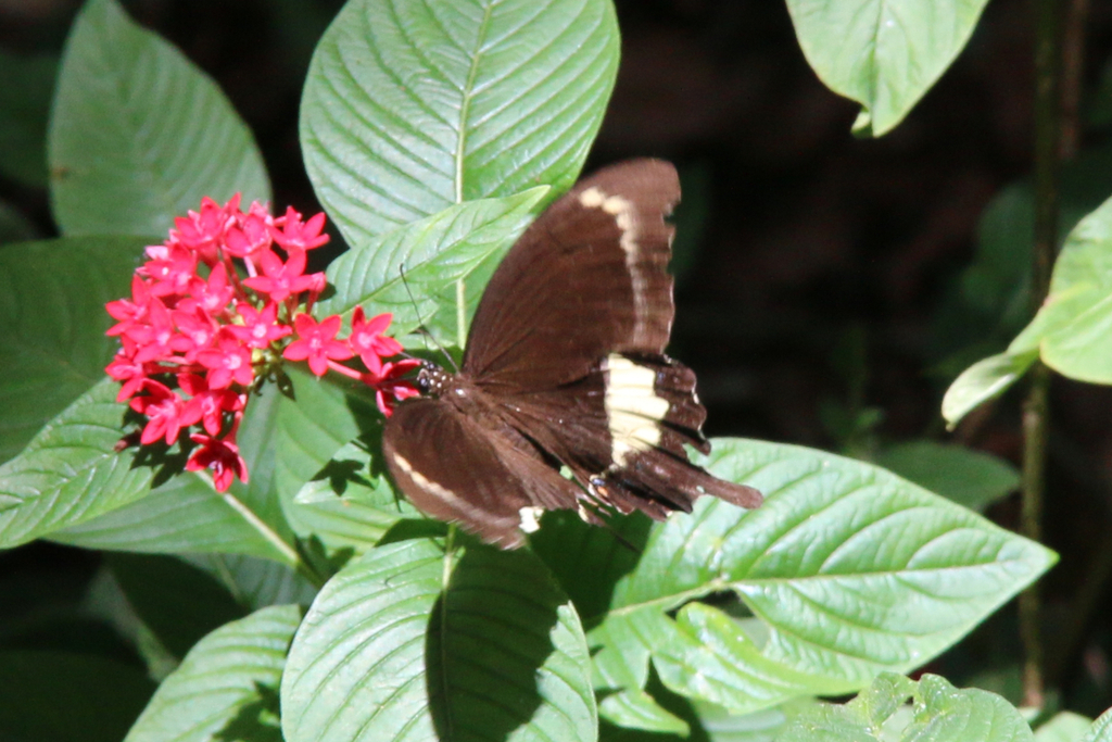 Capaneus Swallowtail from Moorooka, Brisbane QLD, Australia on March 14 ...