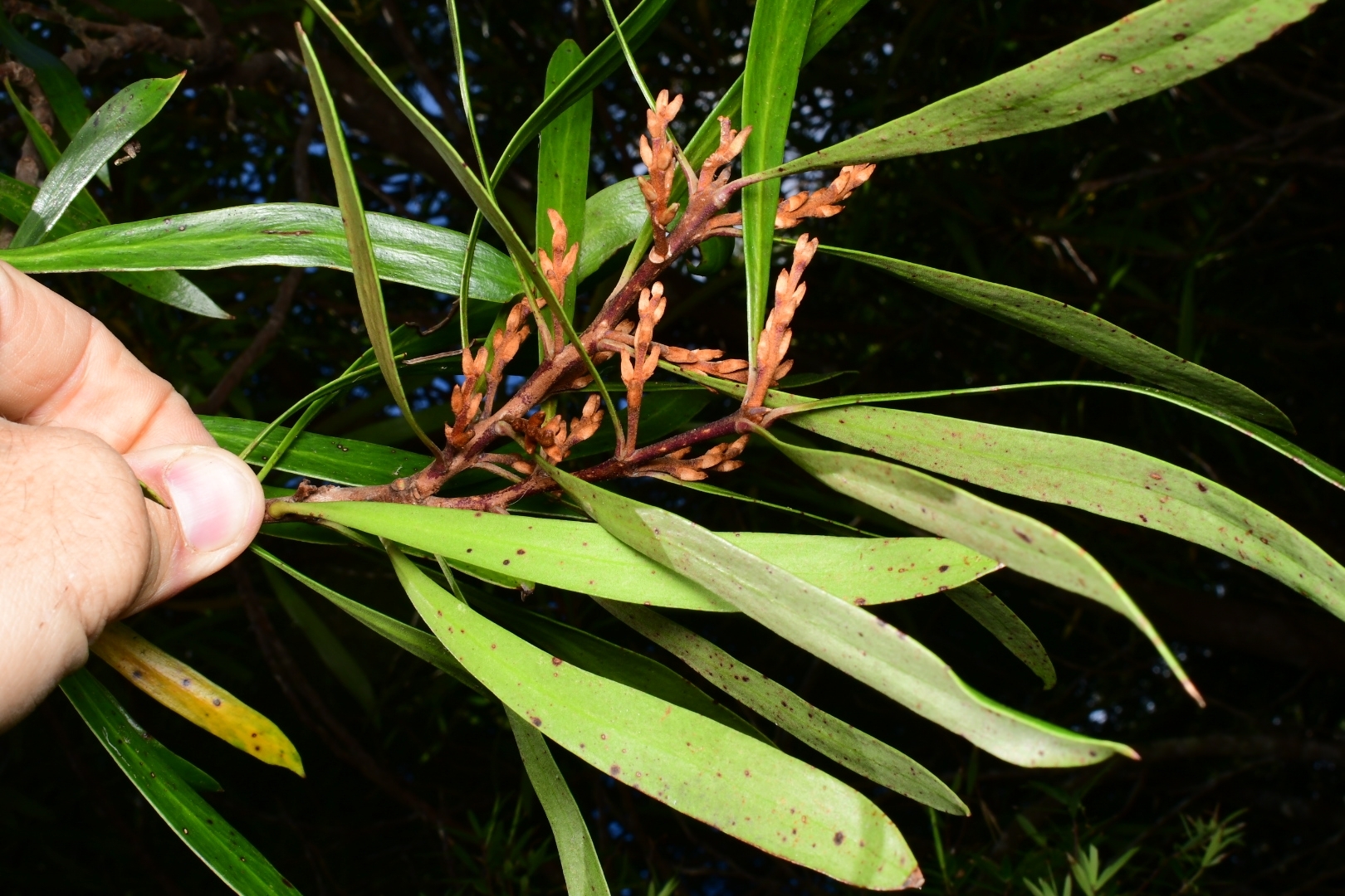 Toronia L.A.S.Johnson & B.G.Briggs