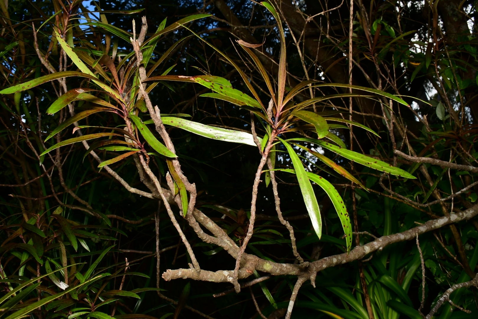 Toronia L.A.S.Johnson & B.G.Briggs