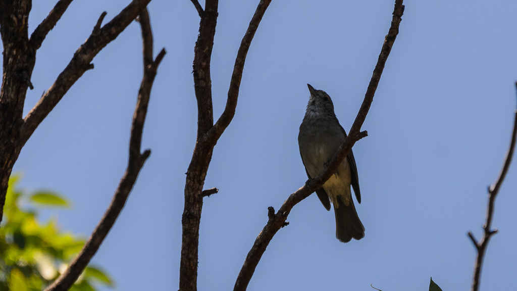 Grey Shrikethrush from K'gari QLD 4581, Australia on February 18, 2017 at 10:53 AM by Peter ...