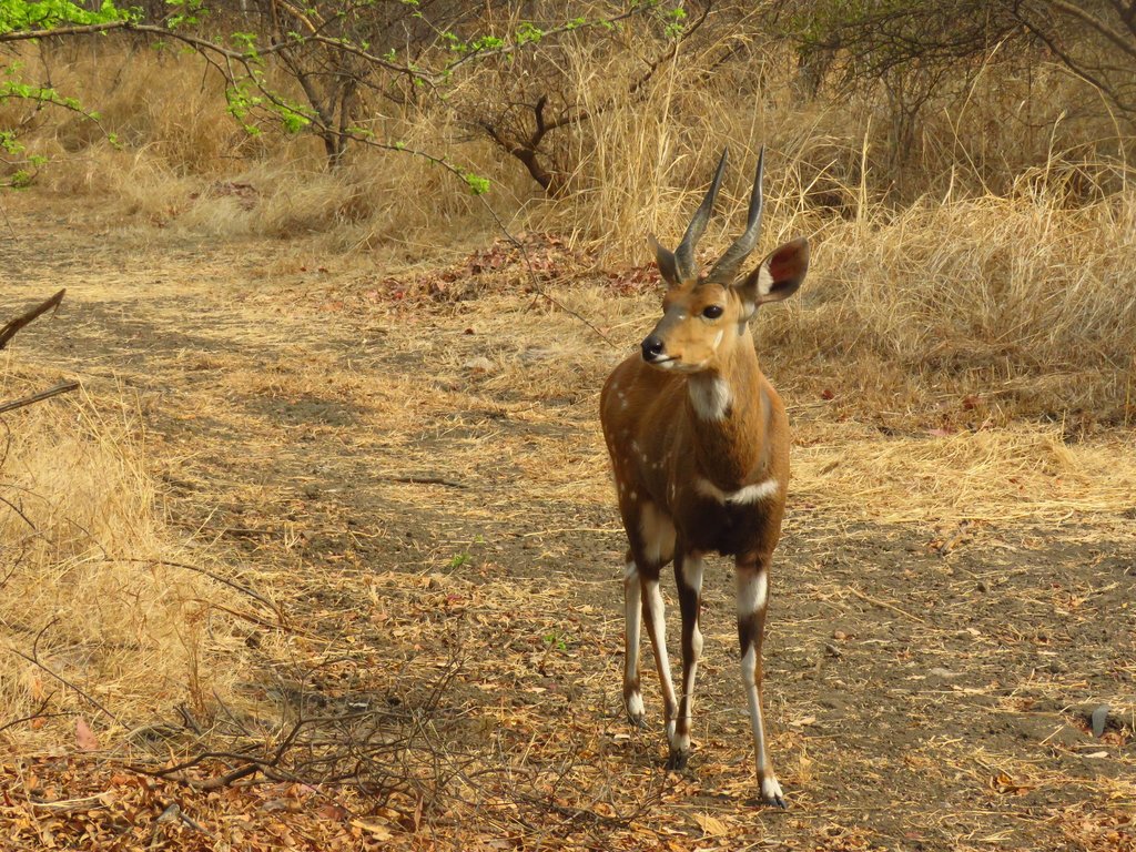 Chobe Bushbuck from Victoria Falls National Park, Hwange, Zimbabwe on ...
