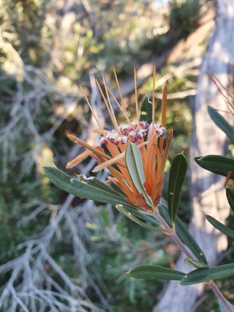 Mountain Devil from Malabar NSW 2036, Australia on June 11, 2023 at 08: ...