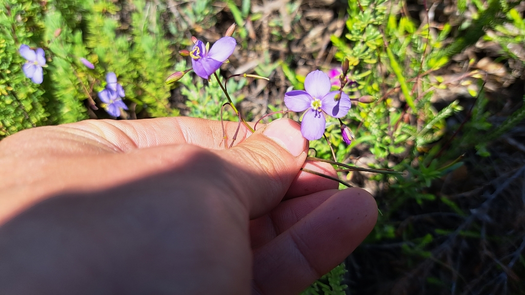 Heliophila subulata subulata from Robberg, ZA-WC-ED, ZA-WC, ZA on June ...