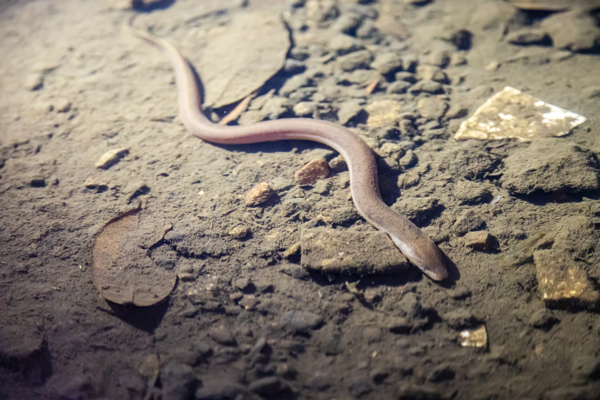 Monopterus albus (Zuiew, 1793)