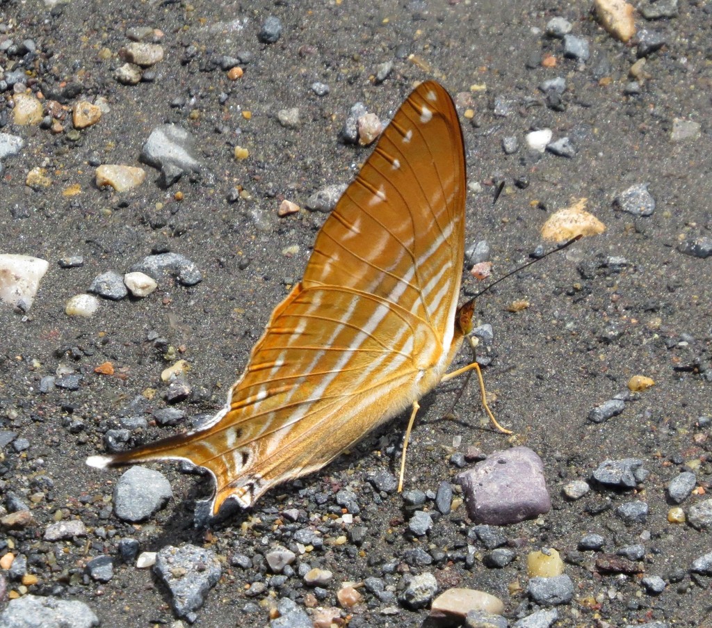 Pansy Daggerwing from Provincia de Napo, Ecuador on November 8, 2014 at ...