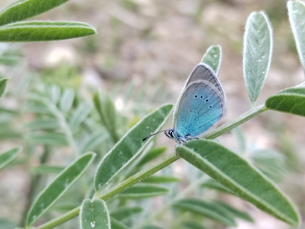 Green-underside Blue from Altay, CN-XJ, CN on May 28, 2023 at 12:10 PM ...