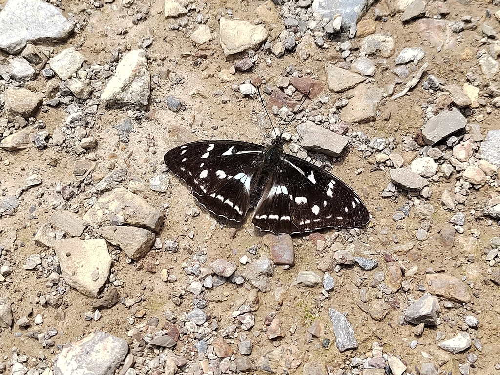 Athyma recurva from Guangyuan, CN-SC, CN on June 9, 2023 at 12:04 PM by ...