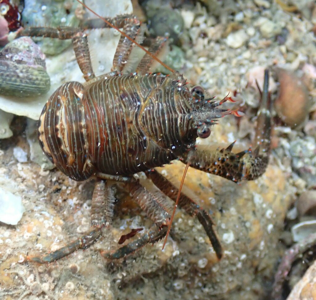 Black Squat Lobster from Ecrehous, Jersey on May 28, 2023 at 08:41 PM ...