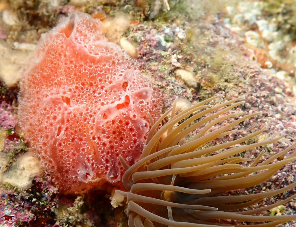 Sea Strawberry from Ecrehous, Jersey on May 28, 2023 at 08:42 PM by ...