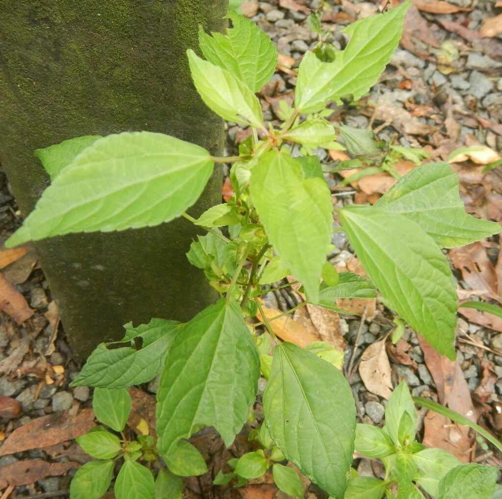 Asian Copperleaf from Landsborough QLD 4550, Australia on January 21 ...