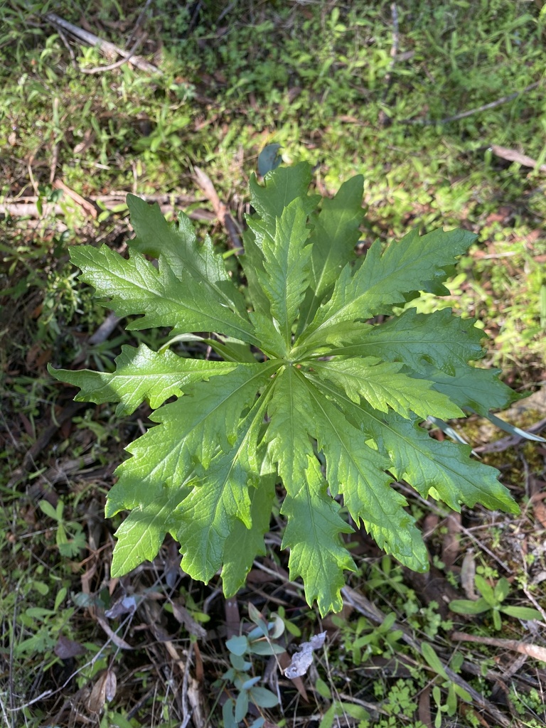 dicots from Innes/penton Vale Ward, Warooka, SA, AU on June 11, 2023 at ...