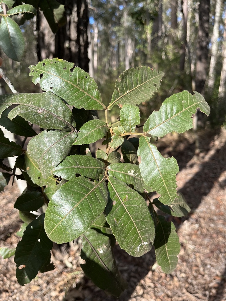 Hairy Alectryon from Mt Coot-tha Forest, Mount Coot-Tha, QLD, AU on ...