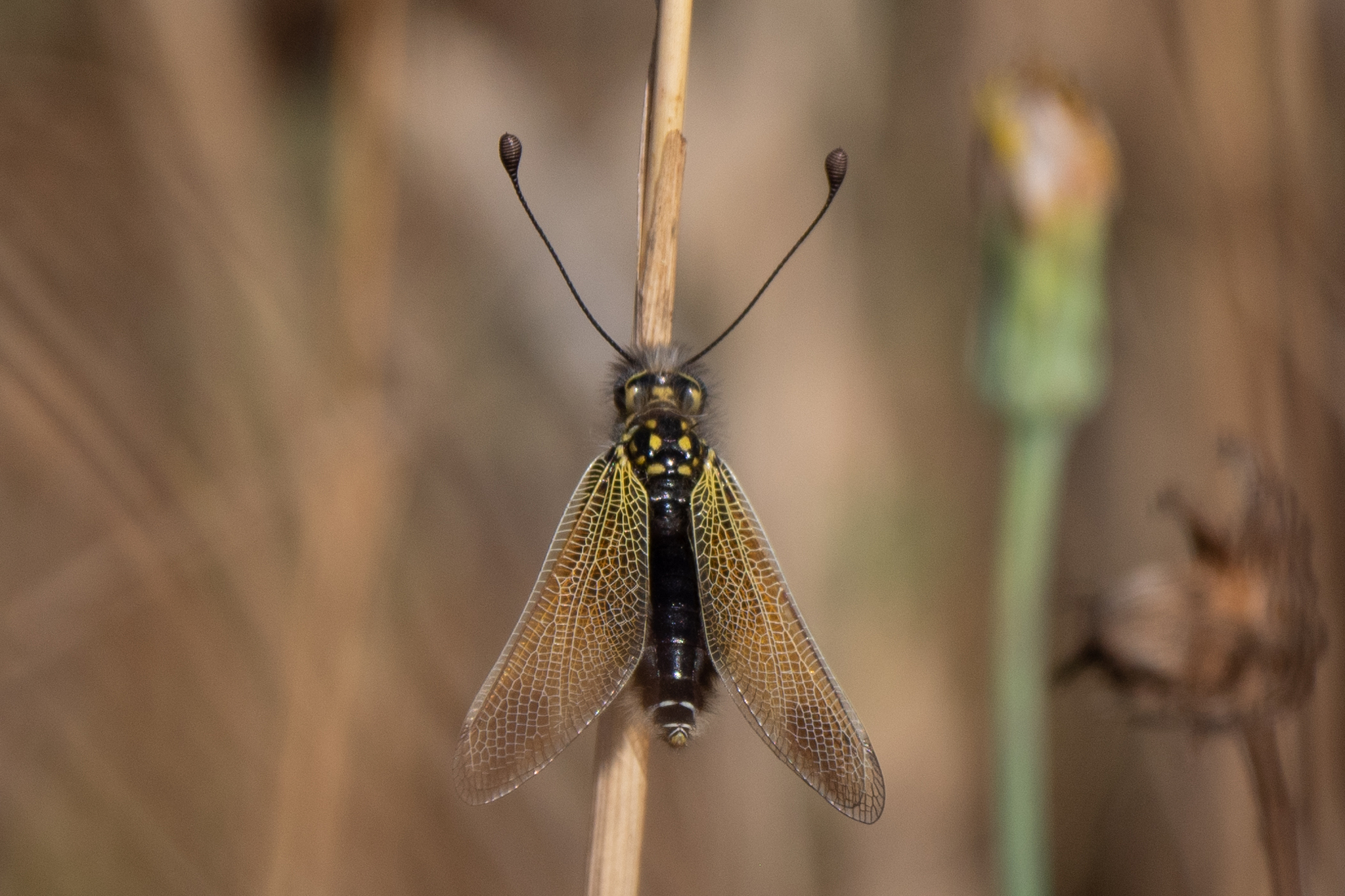 Libelloides ictericus (Charpentier, 1825)