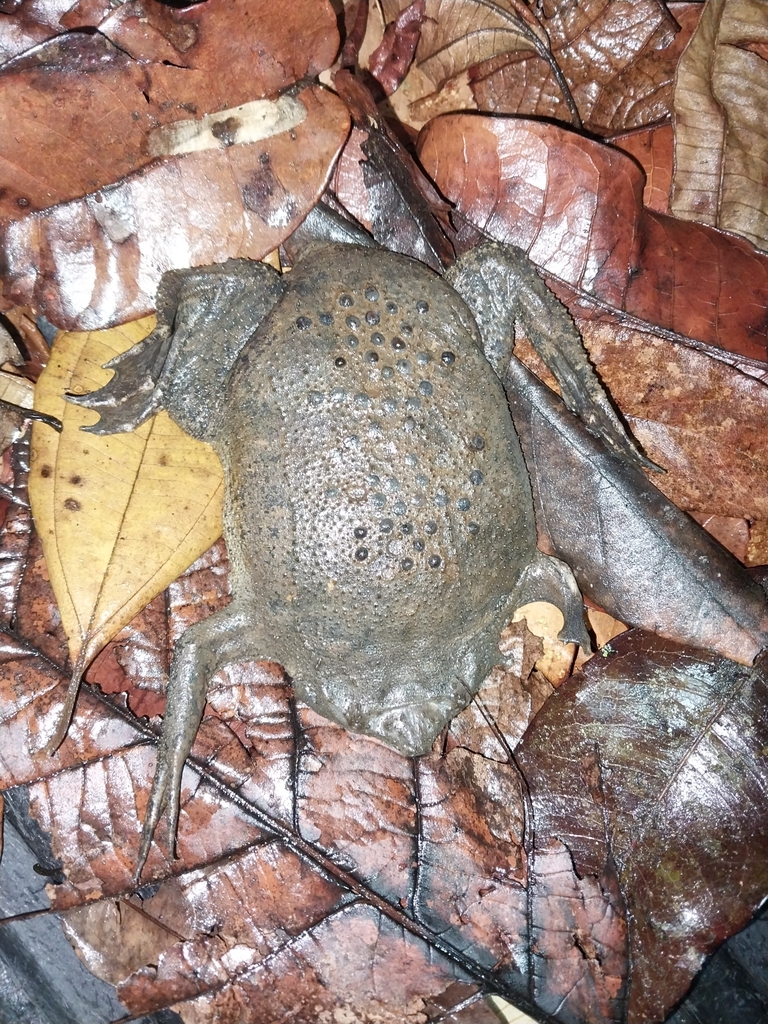Suriname Toad in June 2023 by Saifudeen Muhammad · iNaturalist