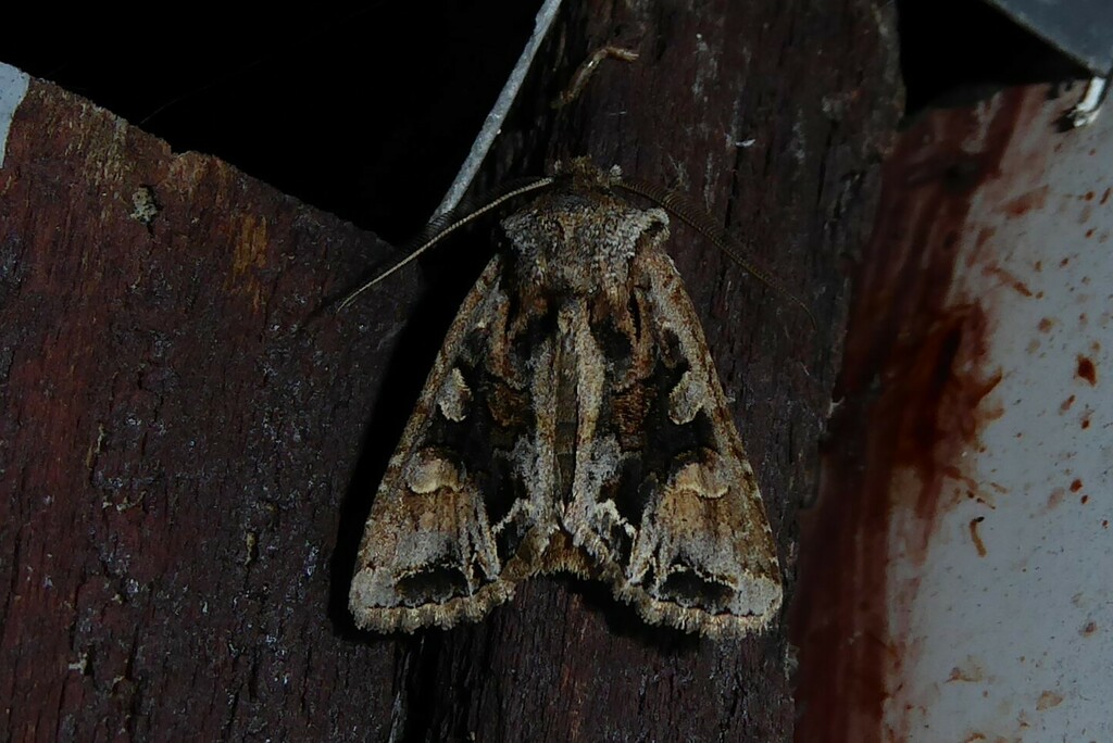 Ichneutica scutata from Waikouaiti, New Zealand on May 26, 2023 at 09: ...