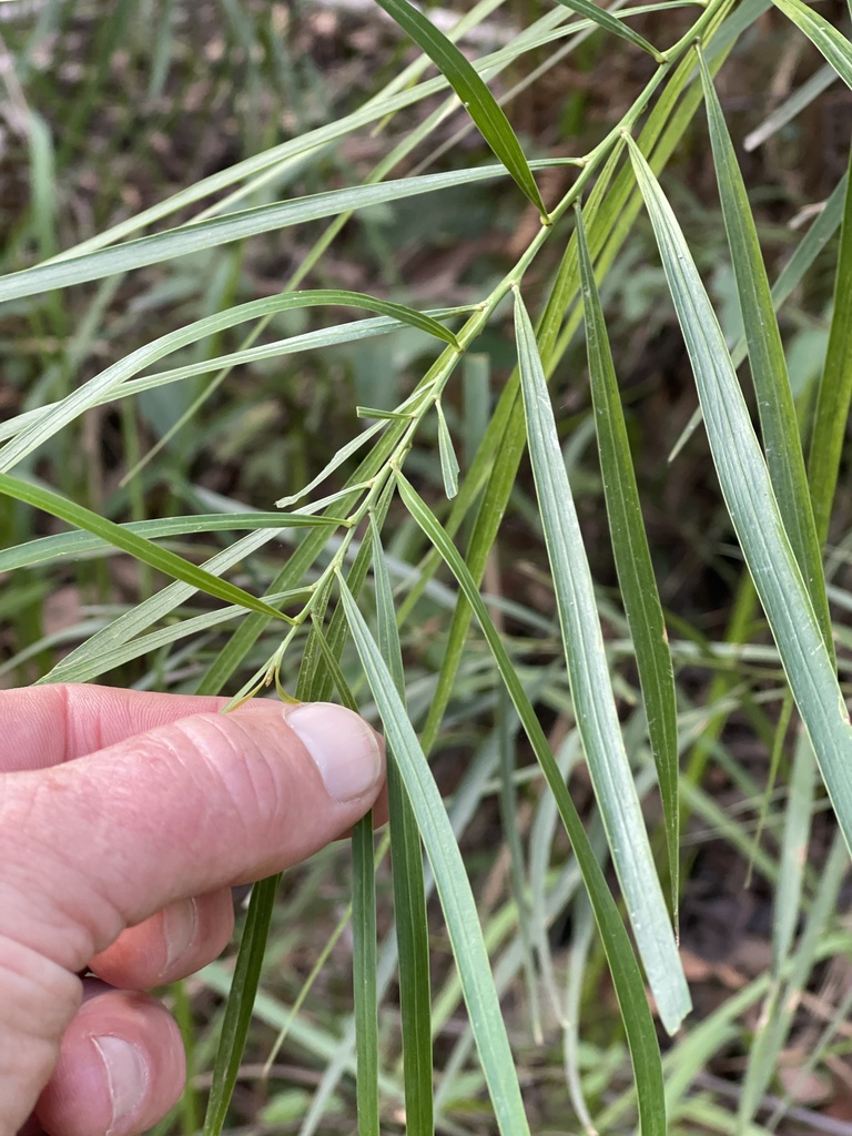Long leaf Wattle from Mount Jerusalem, Tweed - Pt B, AU-NS, AU on June ...