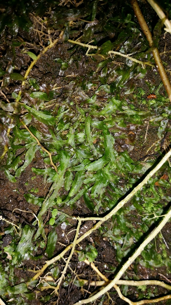 simple thalloid liverworts from 5244 Te Kauri Rd, Mokau 4376, New ...