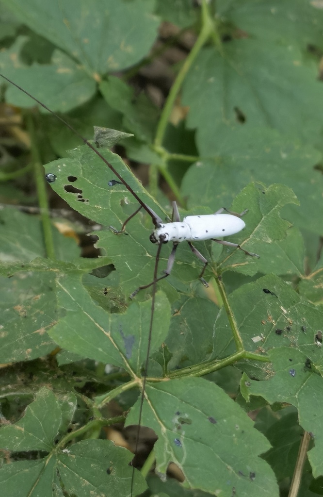 Olenecamptus from 中国北京市 on June 11, 2023 at 01:39 PM by qaq523. N7036 ...
