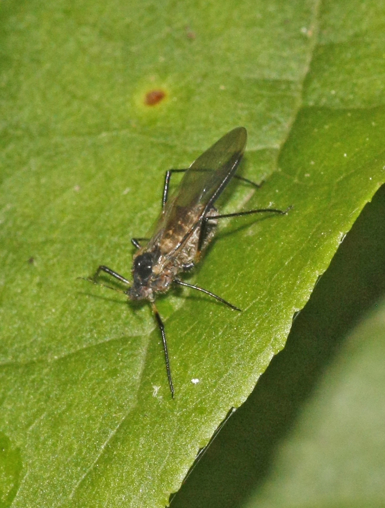 Giant Conifer Aphids from Περιφέρεια Στερεάς Ελλάδας, Ελλάδα on June 7 ...