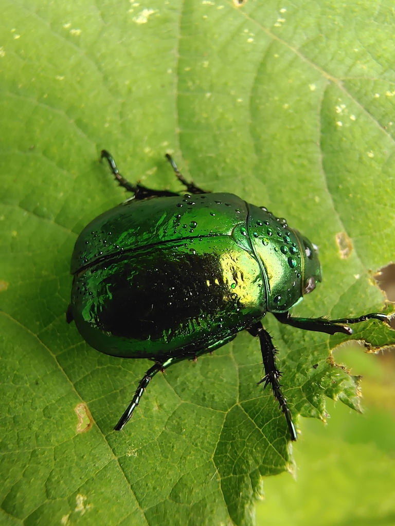 Japanese Fruit Beetle from Yichun, CN-JX, CN on May 13, 2023 at 04:02 ...